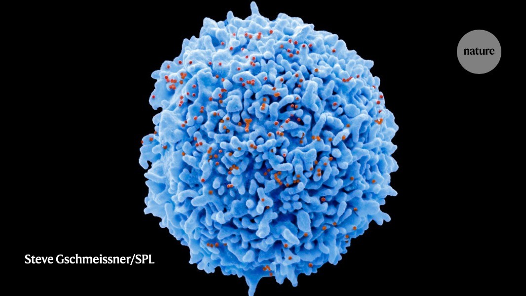 Weaponized cells seek and destroy HIV lurking in the body