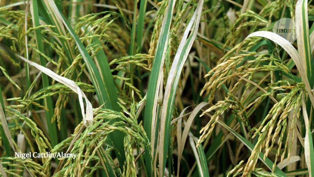 A crop that feeds billions freed from blight by CRISPR