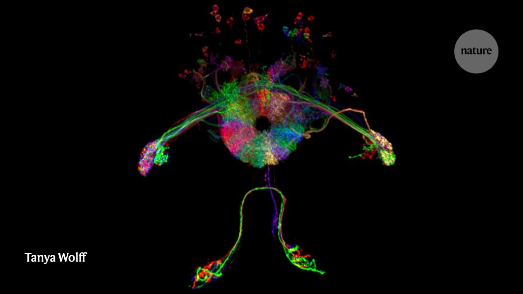 How a fly’s neural compass adapts to an ever-changing world