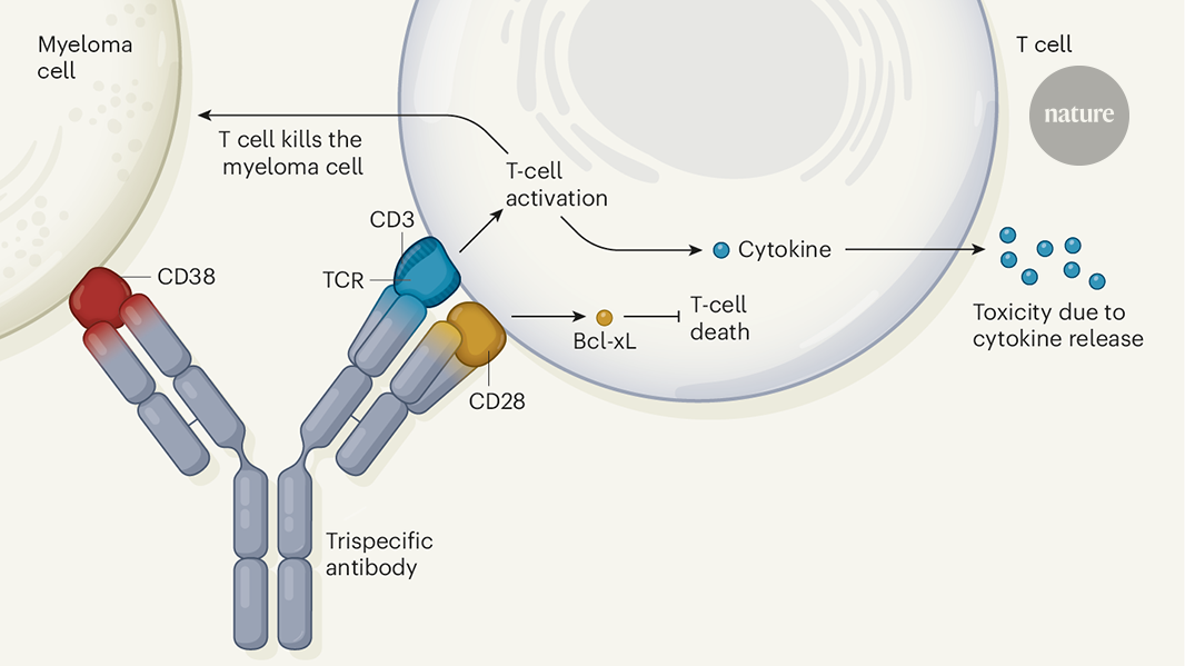 Trispecific antibodies offer a third way forward for anticancer ...