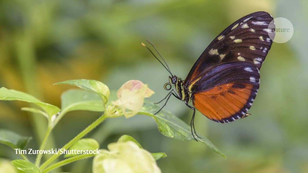 Every butterfly in the United States and Canada now has a genome sequence