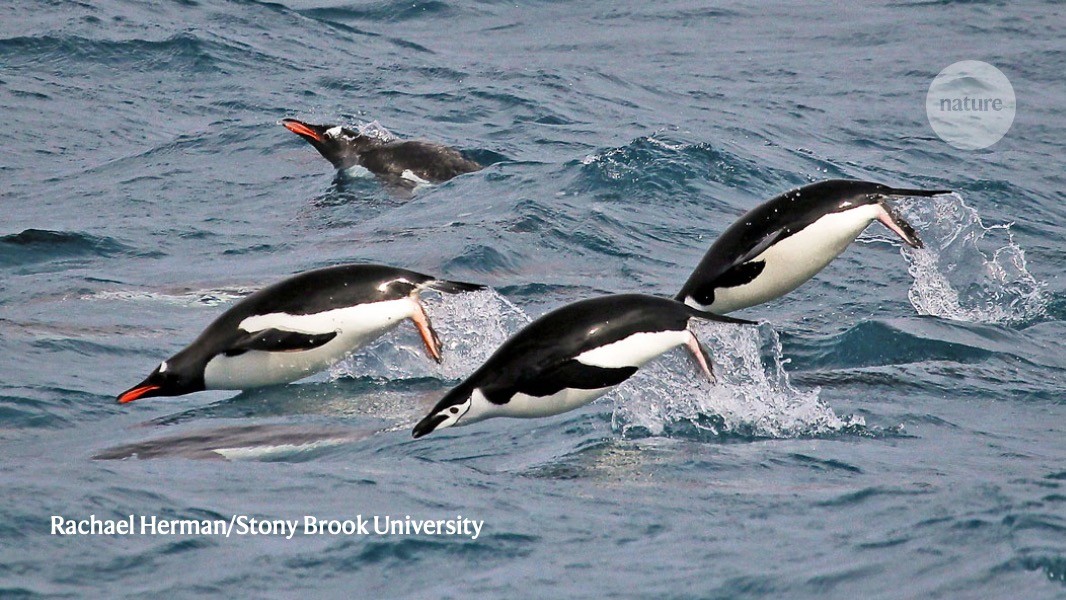 Climate change splits two penguin species into winners and losers