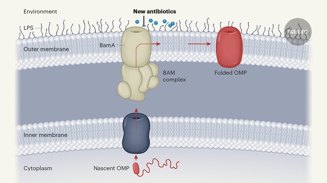 Membrane