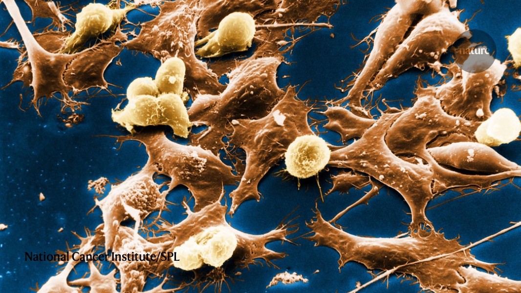A cancer that strikes small children is traced to the embryo