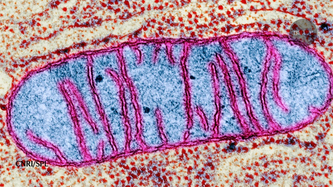 The secret agents that warn a threatened cell