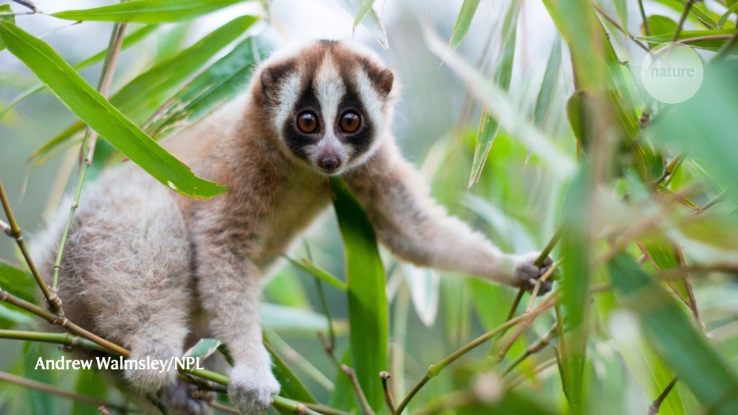 Bridges in the sky help slow lorises keep to the trees