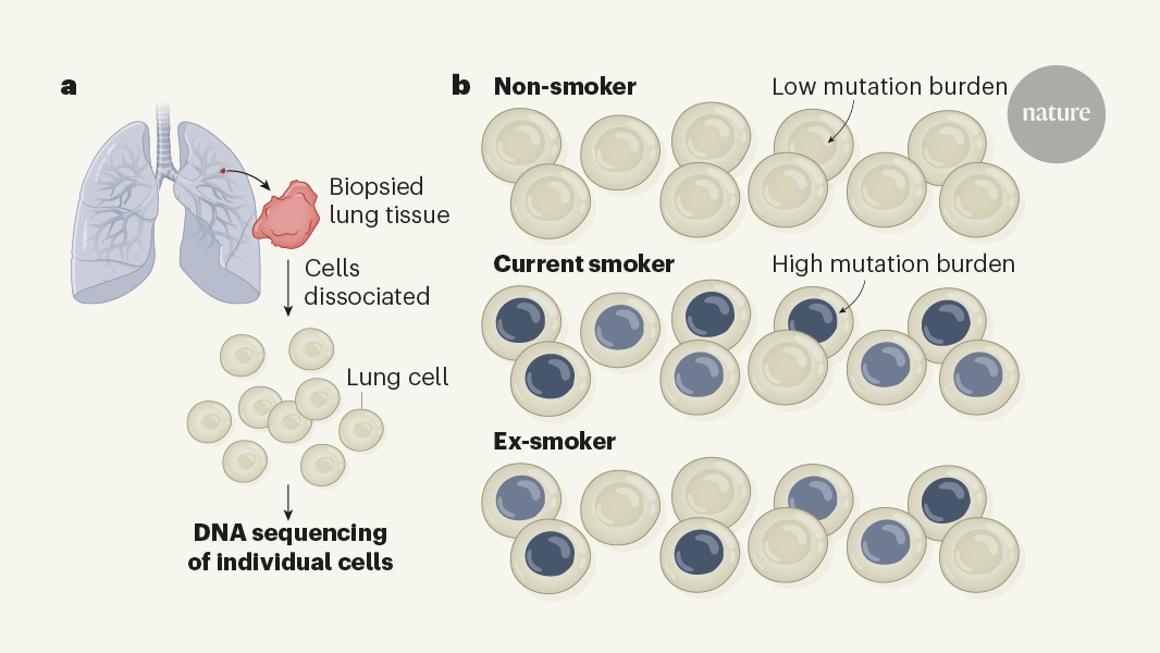 Smoke signals in the DNA of normal lung cells