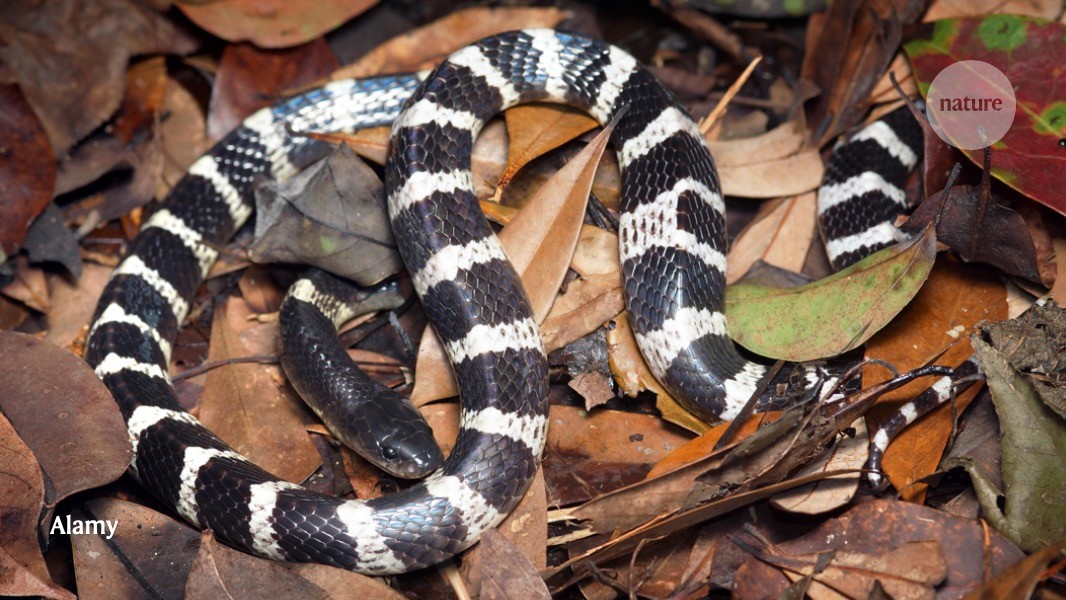 Why snakes probably aren’t spreading the new China virus