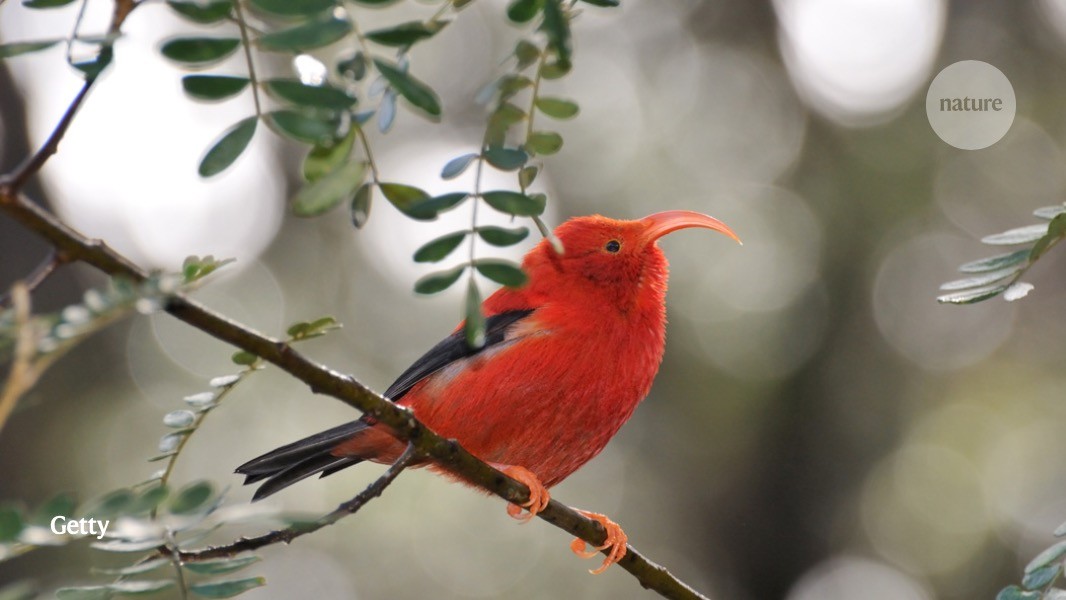 Biodiversity theory backed by island bird data