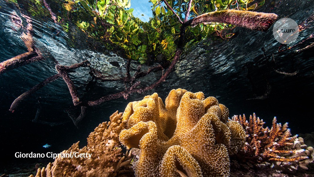 Set a global target for ecosystems