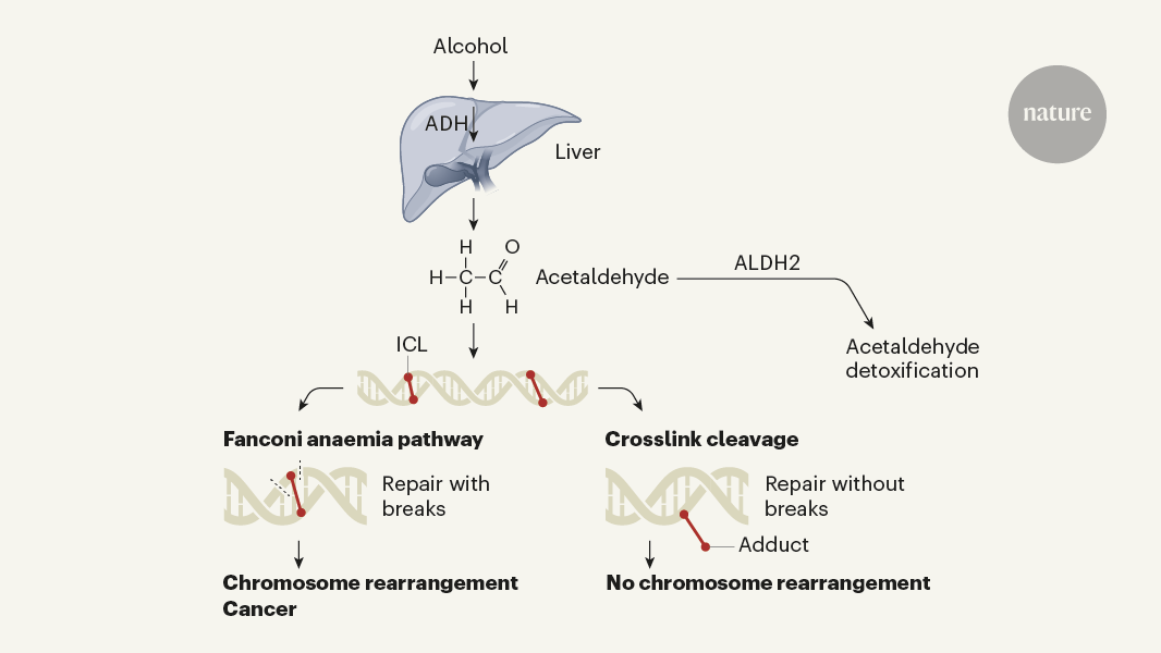 A safe fix for alcohol-derived DNA damage