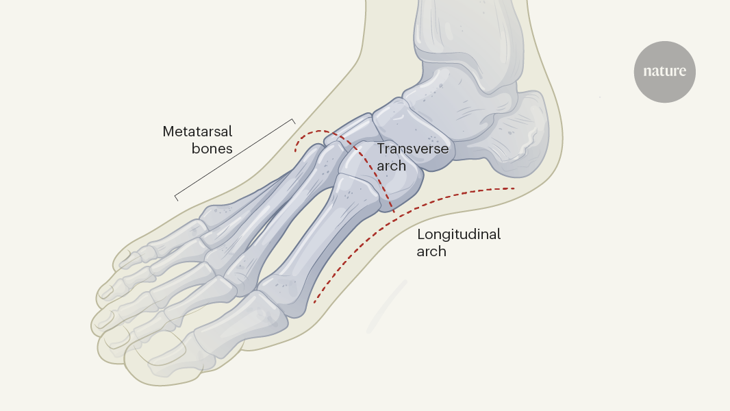 Ahead of the curve in the evolution of human feet