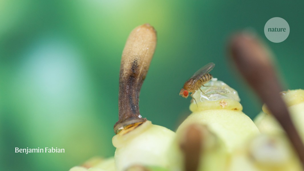 How a fly came to love the vomit fruit