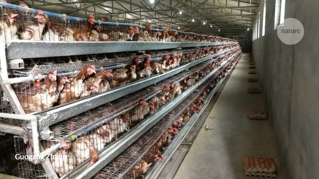China’s live-chicken trade might help to spread flu viruses