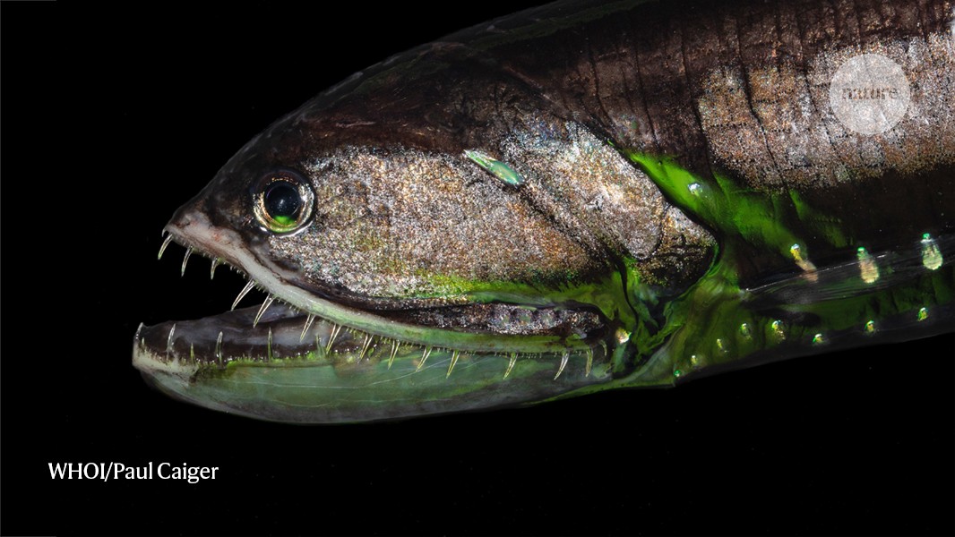 The oceans’ twilight zone must be studied now, before it is too late