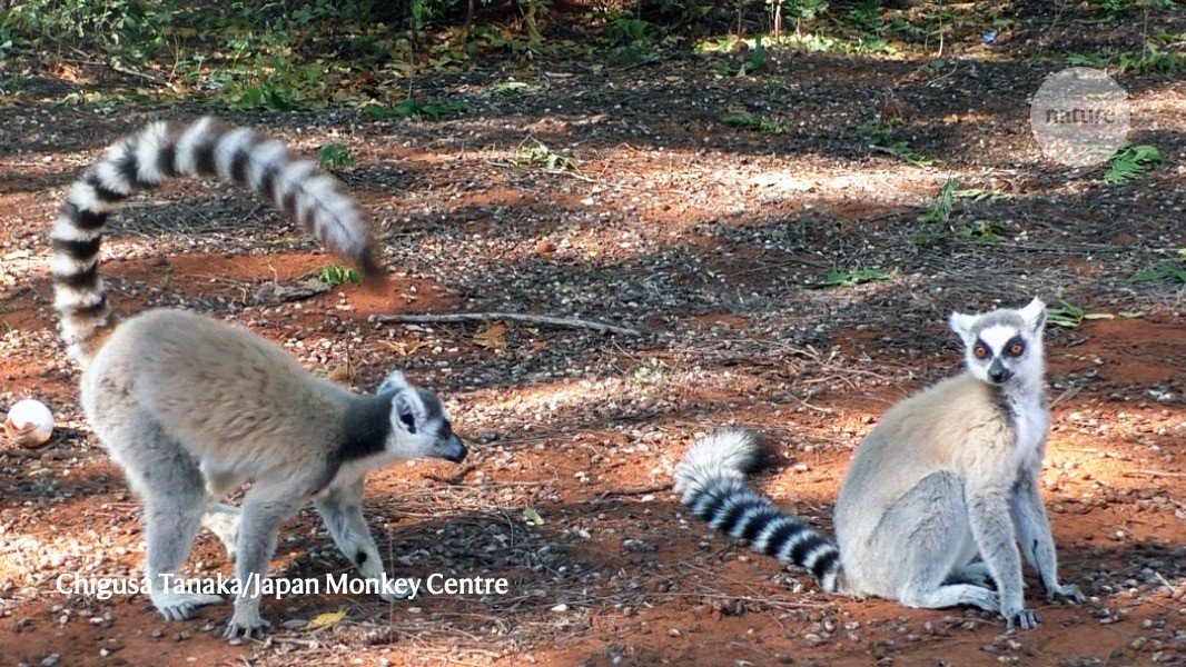 Lemurs’ love language is fragrance