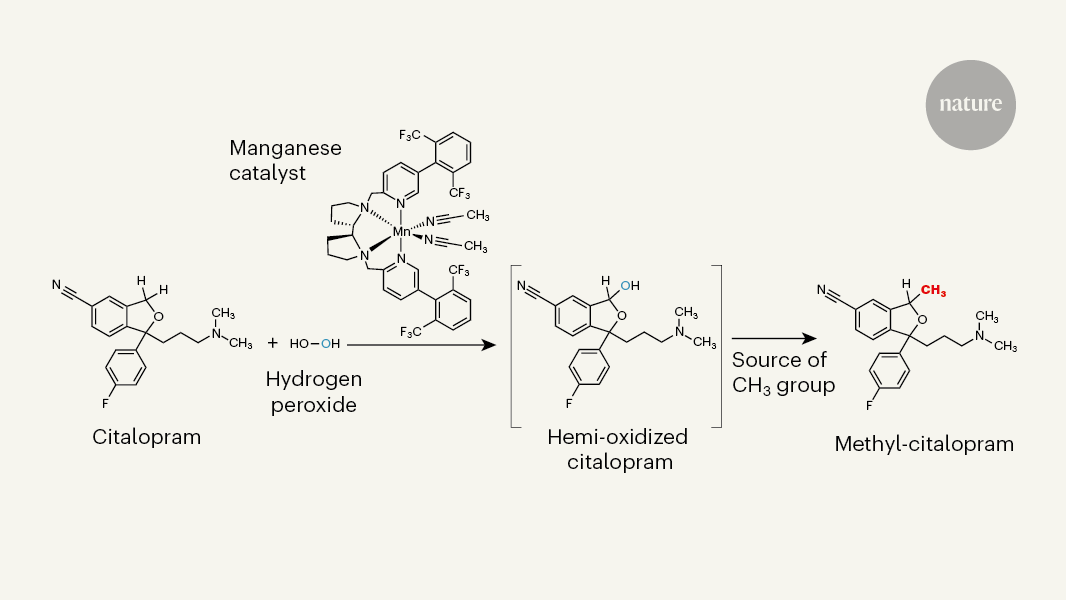 Manganese catalyst enables exploration of the magic methyl effect