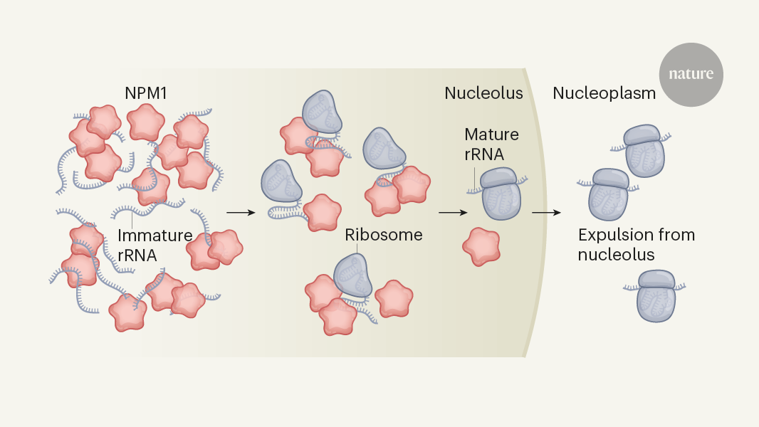 Formation of liquid-like cellular organelles depends on their composition
