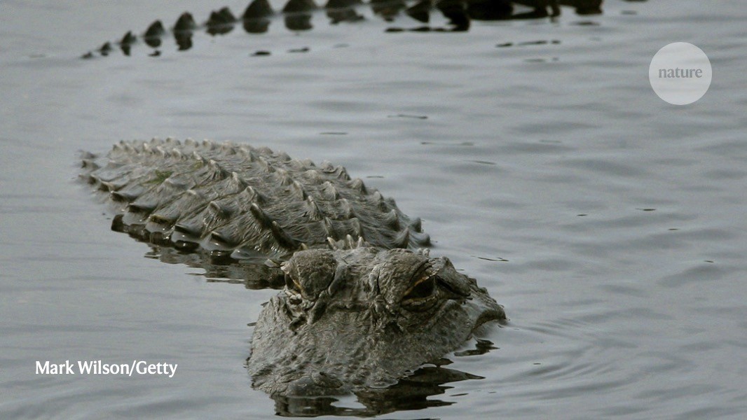 Why baby alligators in some spots could be 98% female by century’s end