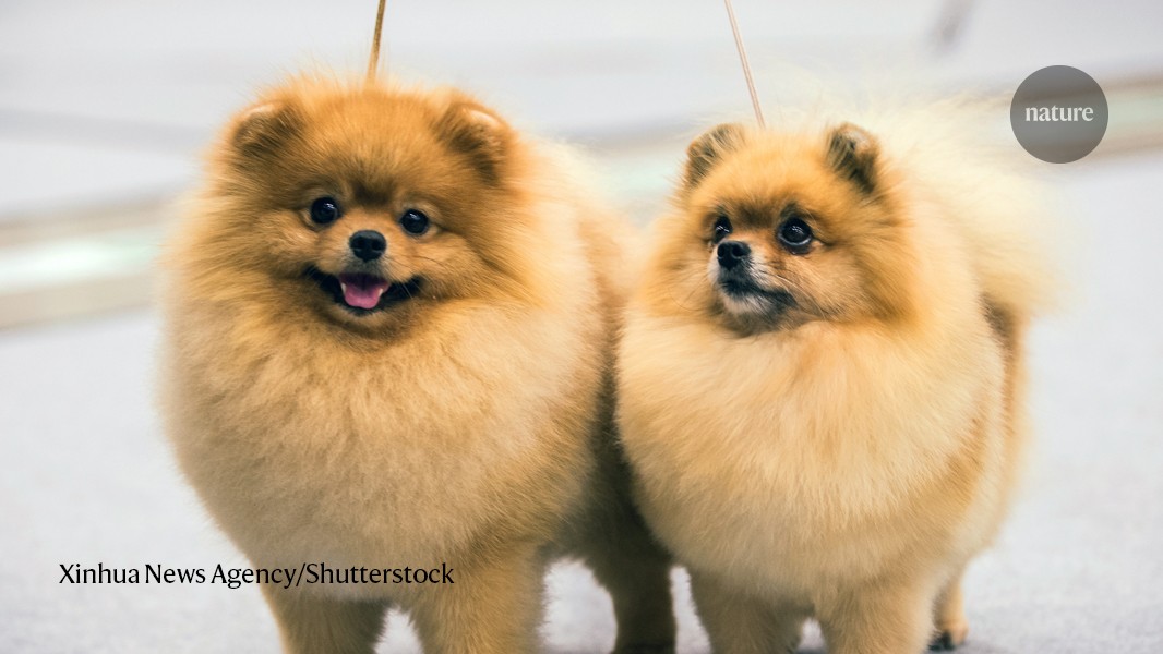 Dogs caught coronavirus from their owners, genetic analysis suggests