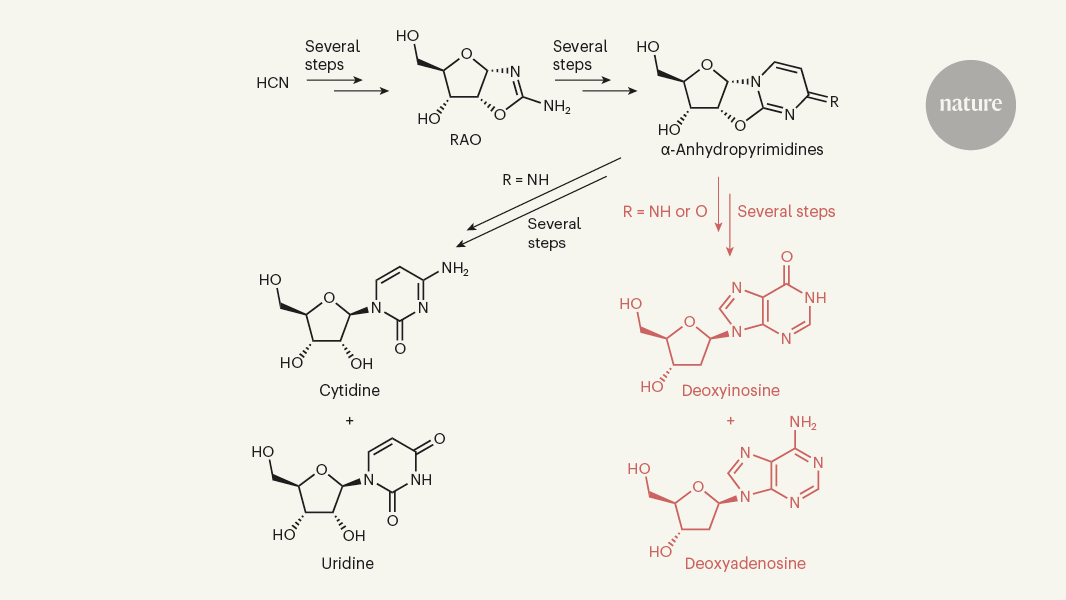 How DNA and RNA subunits might have formed to make the first genetic ...