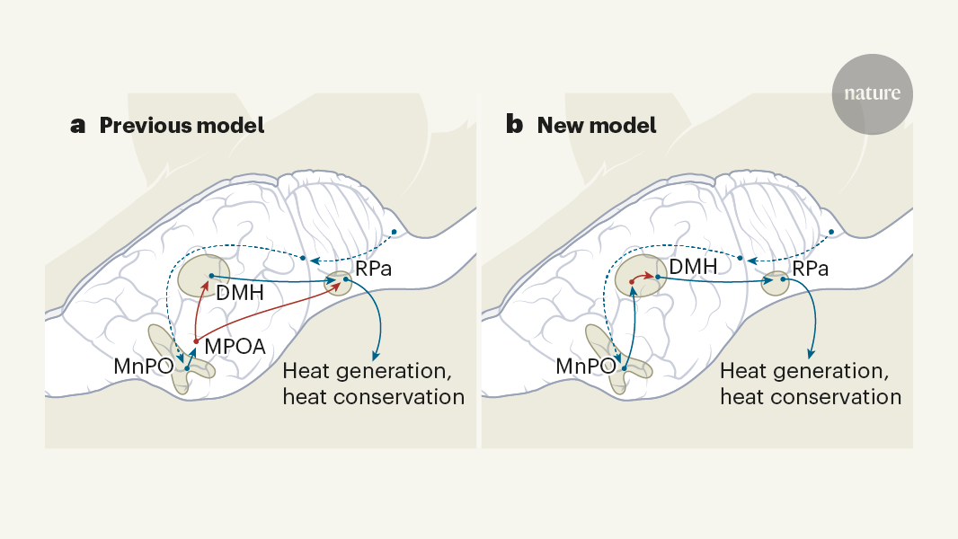Flipping the switch on the body’s thermoregulatory system