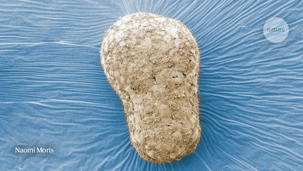 Lab-grown cells mimic crucial moment in embryo development