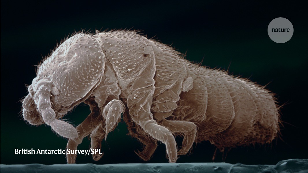 Plastic fouls an Antarctic island’s wee beasts