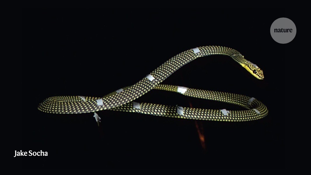 Flying snakes go far thanks to airborne wriggling