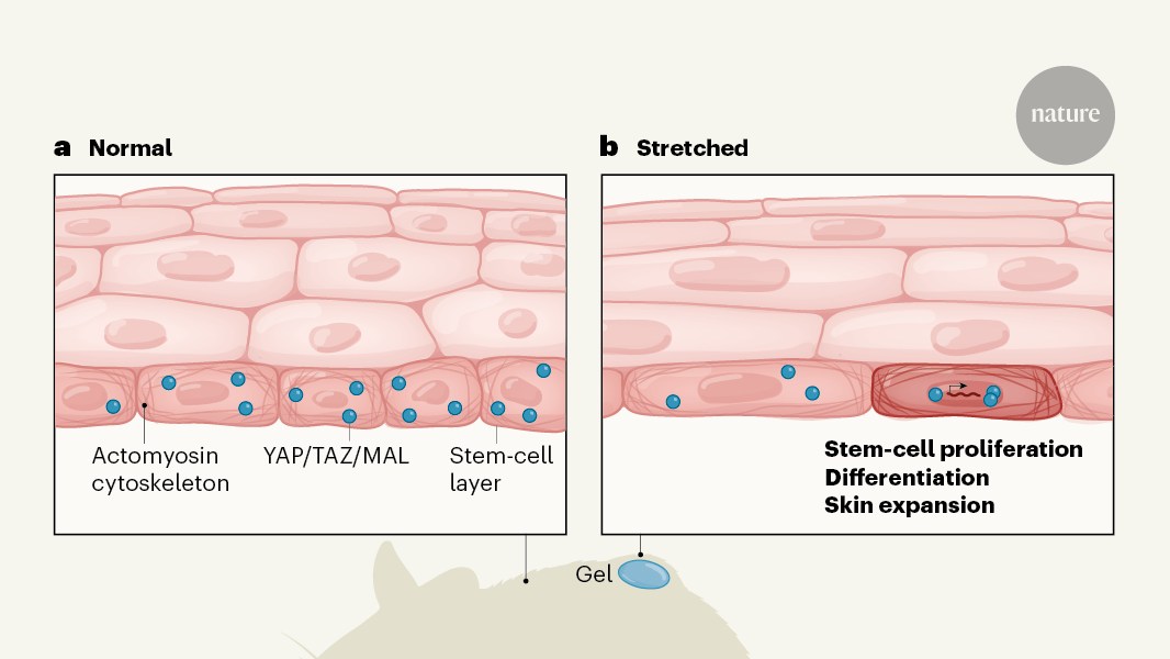Stretch exercises for stem cells expand the skin