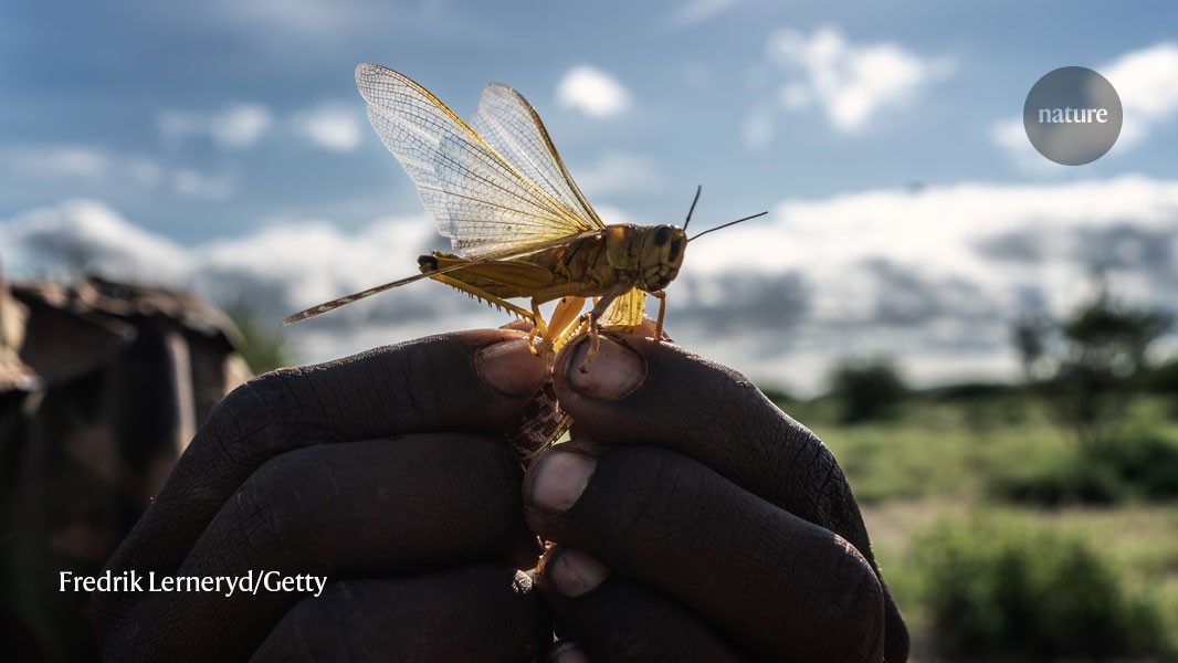 Why locusts congregate in billion-strong swarms — and how to stop them