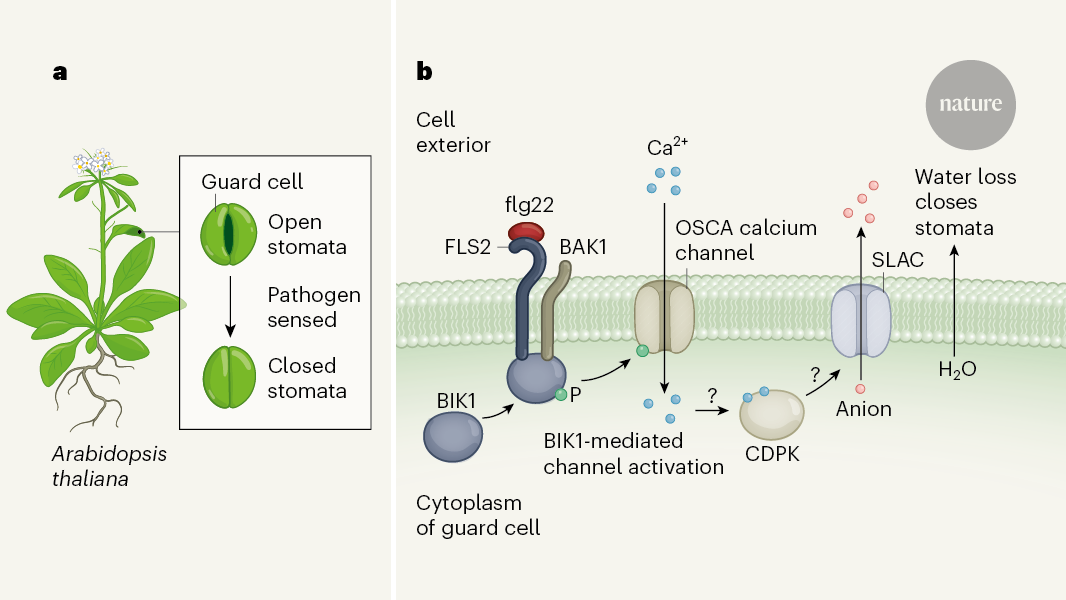 Calcium channel in plants helps shut the door on intruders
