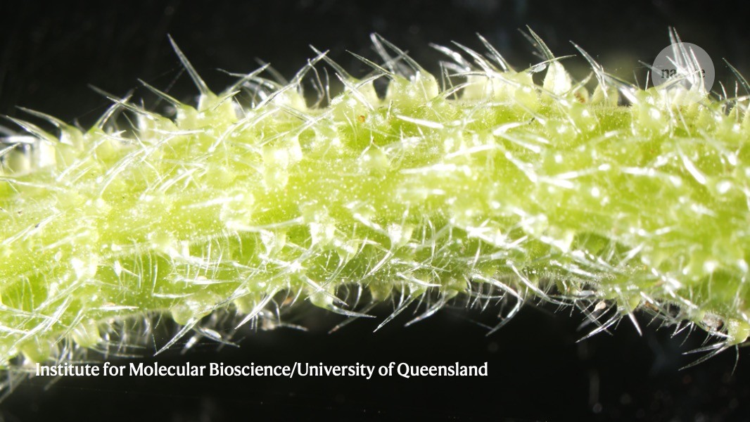 How the giant stinging tree of Australia can inflict months of agony