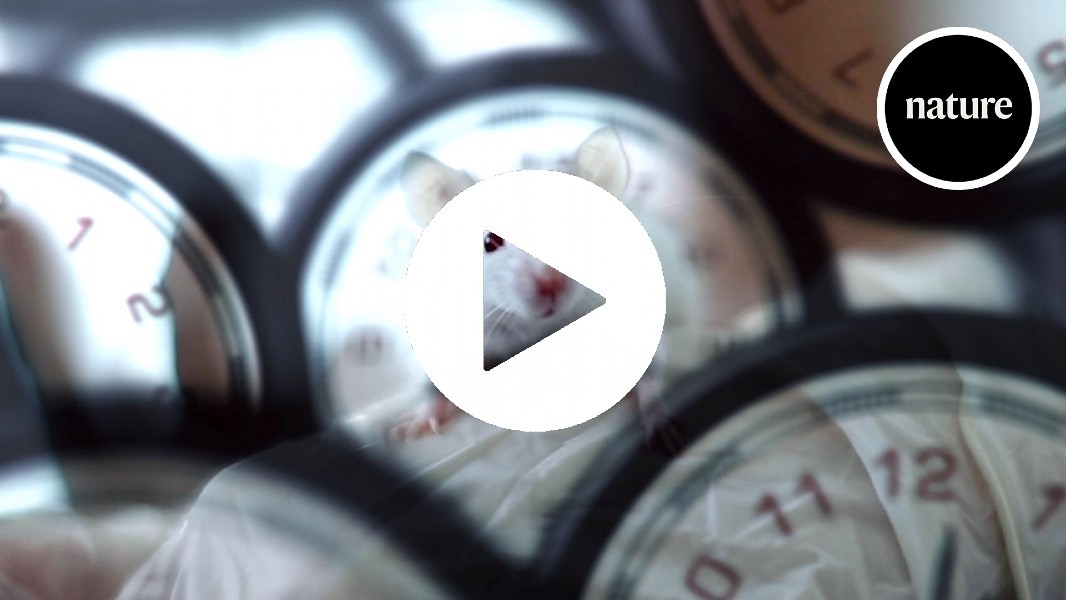 Rewinding the biological clock helps blind mice to see