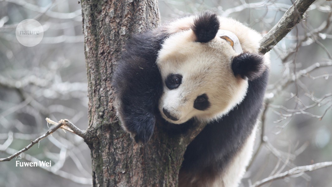 Why pandas like to roll in piles of poo