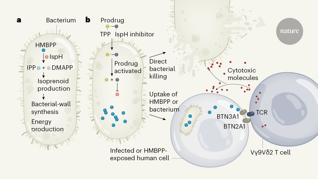 RETRACTED ARTICLE: A two-pronged attack on antibiotic-resistant microbes