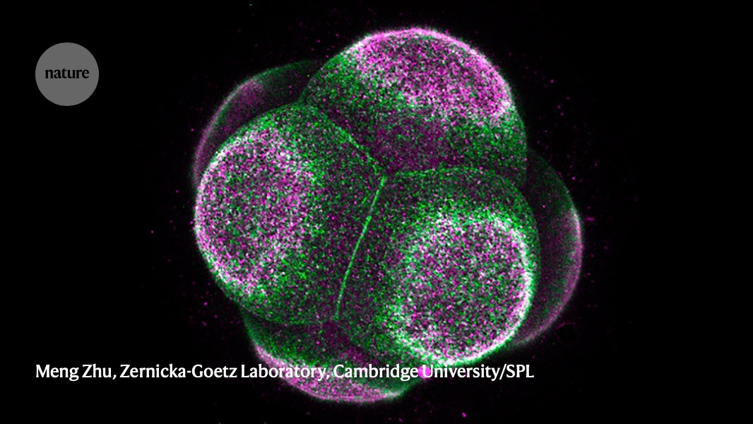 How to make a 3D map of a genome — as it looks inside the cell