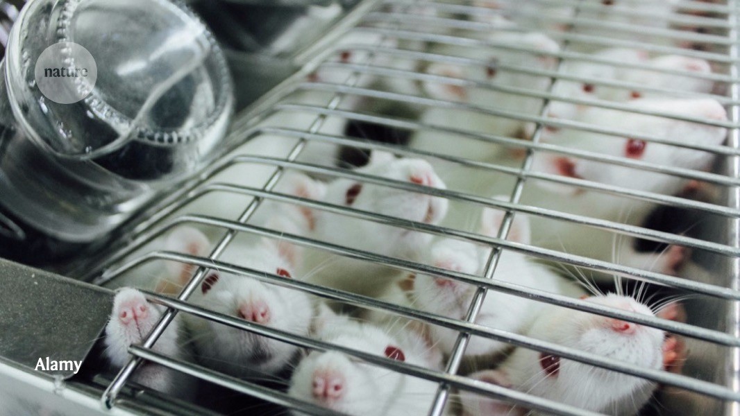 Brain maps show how empathetic mice feel each other's pain