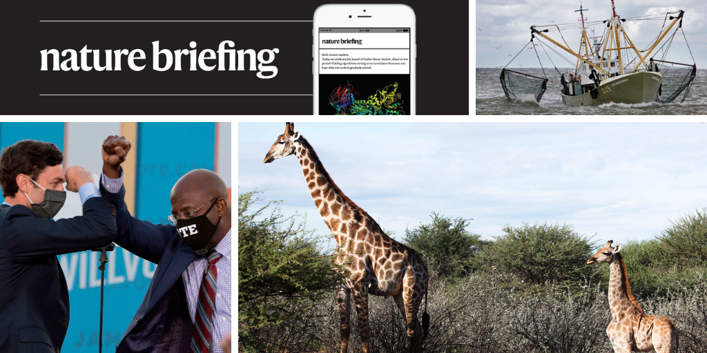 Daily briefing: Short-statured giraffes surprise scientists