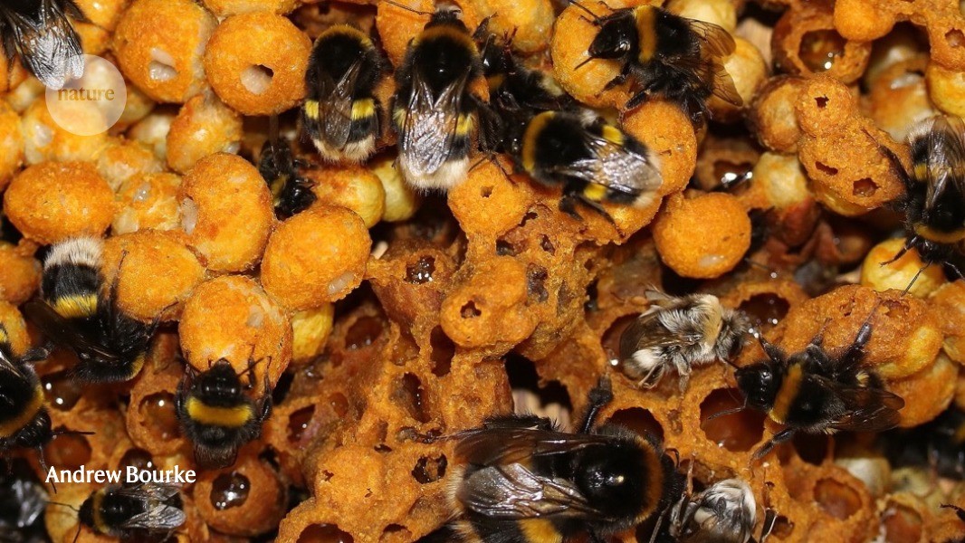 The role and rule of relatedness in altruism