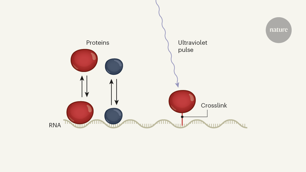 Dynamics of RNA–protein interactions studied in living cells