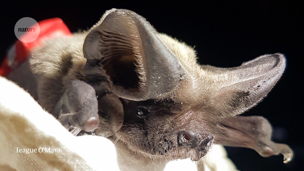 Speed unseen: bats fly at a blistering pace under the cover of darkness