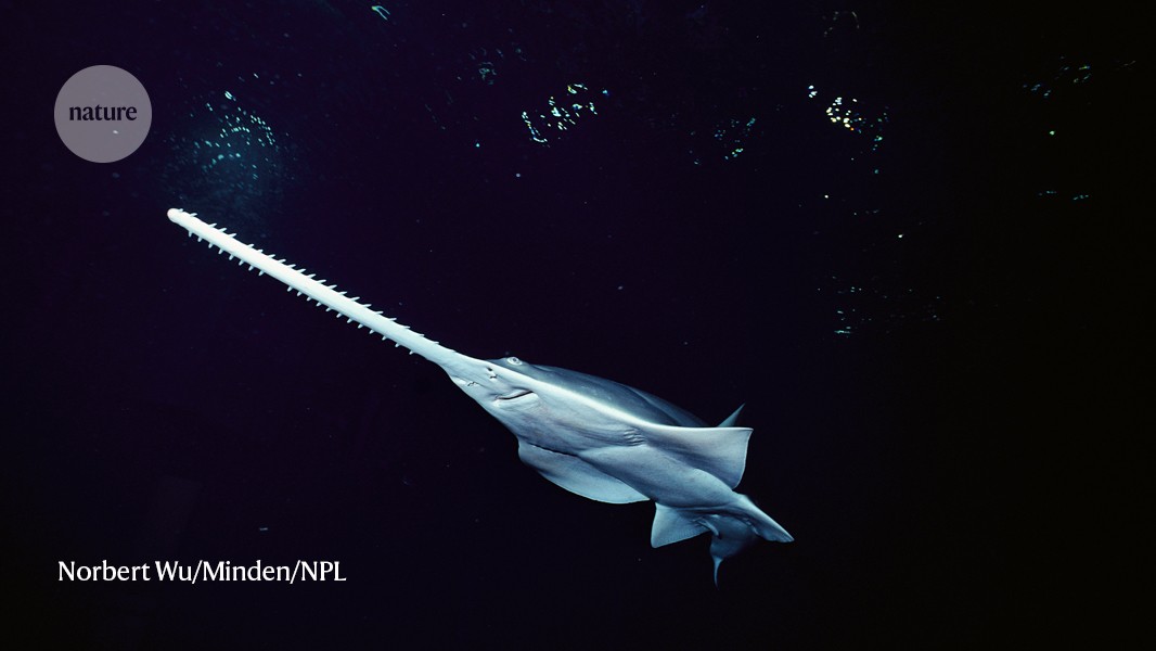 Humans push a hulking fish with a chainsaw nose towards oblivion