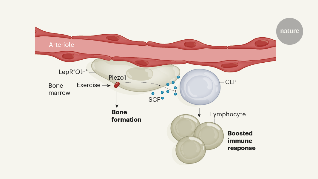 Exercise generates immune cells in bone