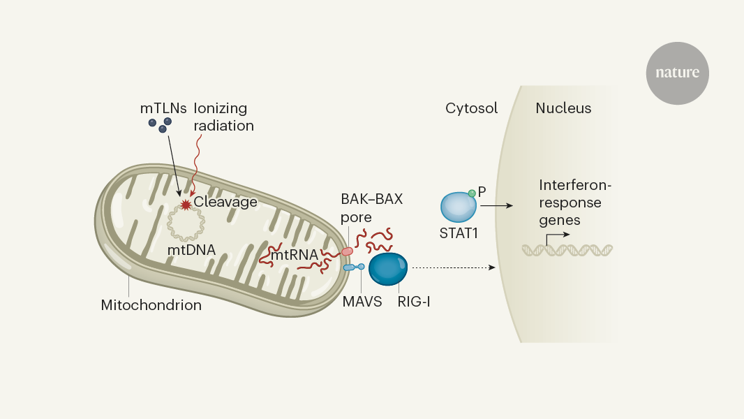 Breaks in mitochondrial DNA rig the immune response