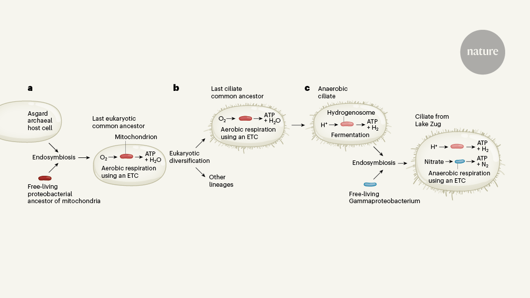 A microbial marriage reminiscent of mitochondrial evolution