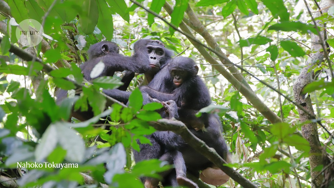 Bonobo mums open their arms to outsider orphans