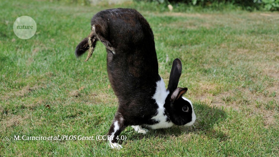Rabbits that do ‘handstands’ help to find a gene for hopping