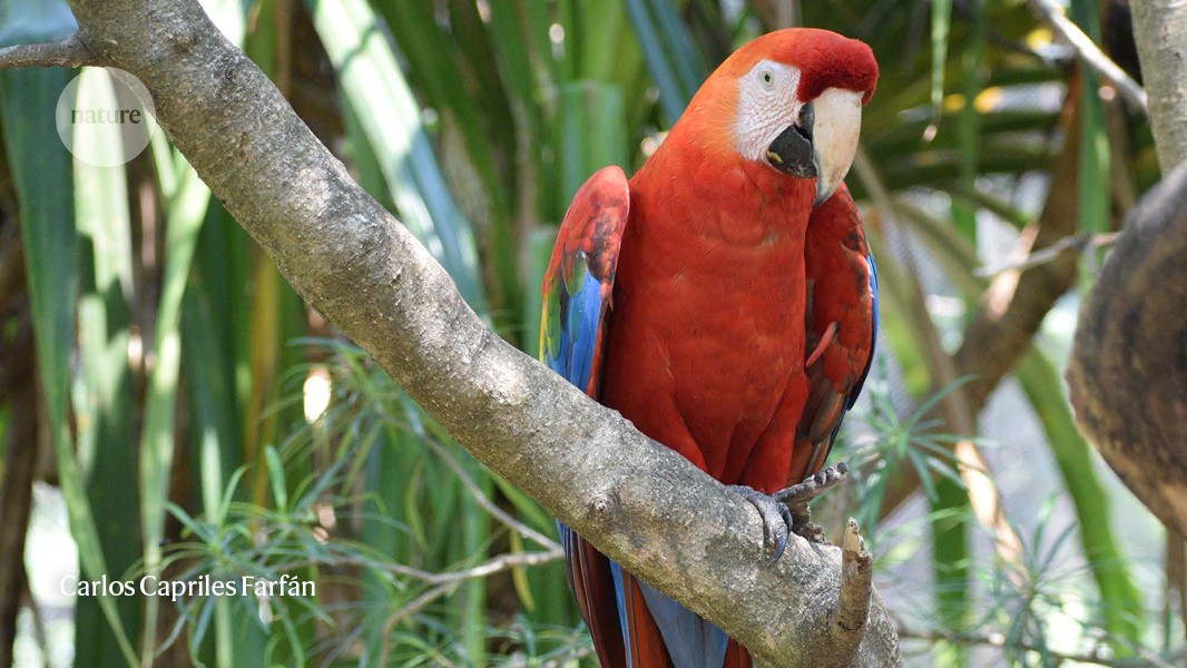 Why mummified tropical parrots are buried in one of the world’s driest ...