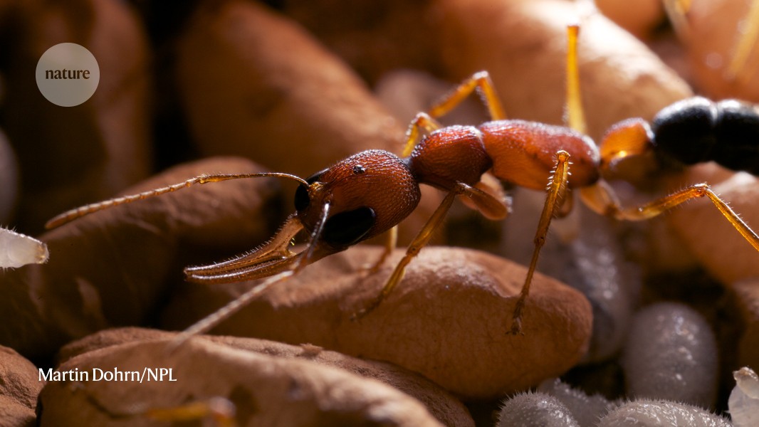 Ants shrink their brains for motherhood — but can enlarge them when egg ...